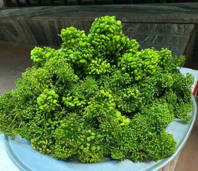 Hoa sâm Ngọc Linh: Công dụng và cách dùng hiệu quả - Tamsoa